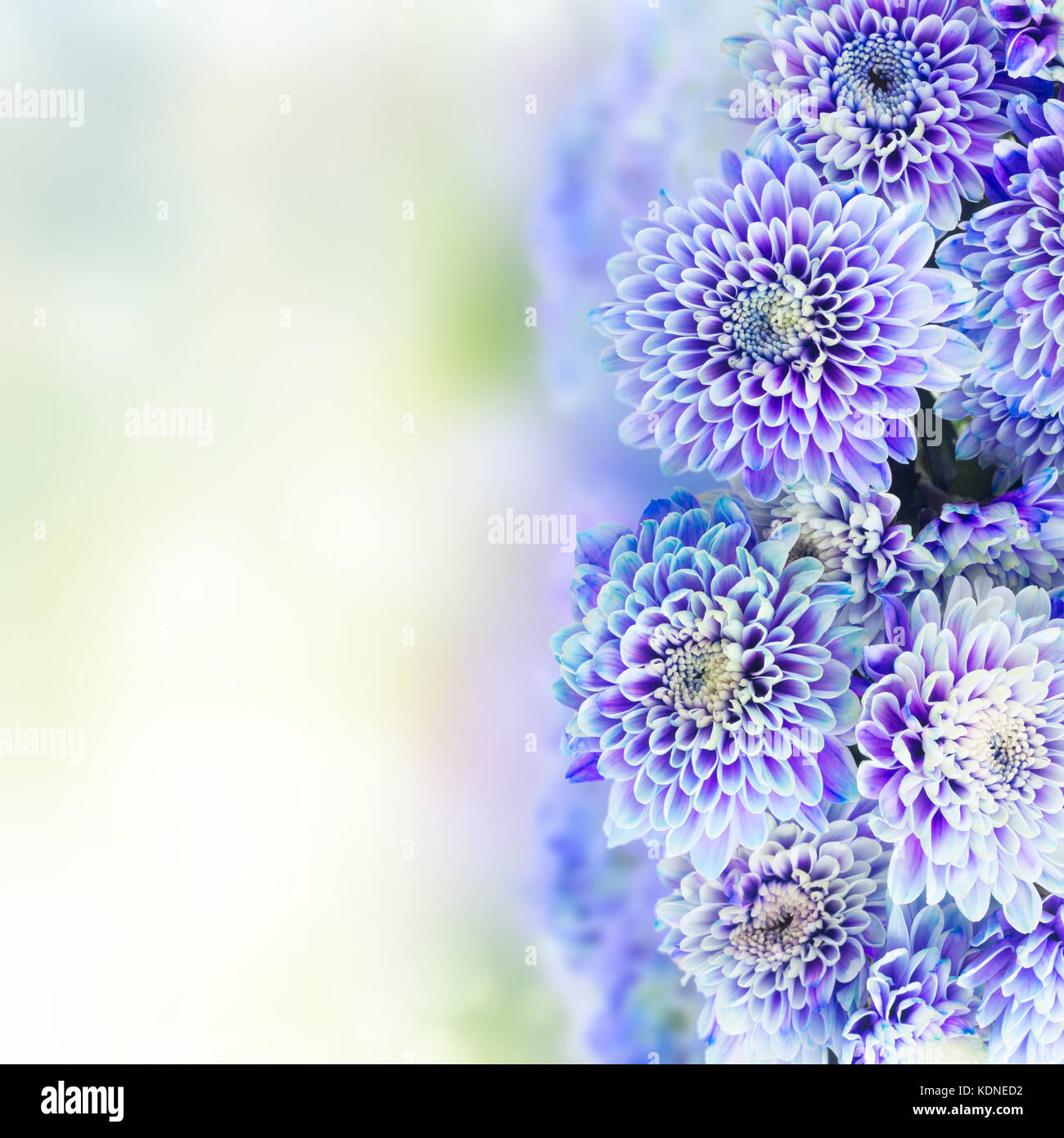blue chrysanthemum flowers Stock Photo - Alamy