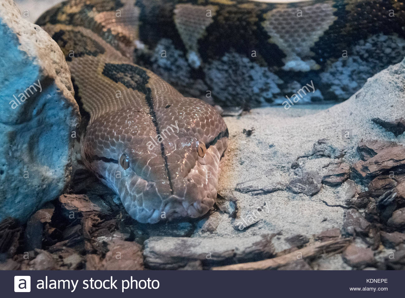 Python Prey Stock Photos & Python Prey Stock Images - Alamy