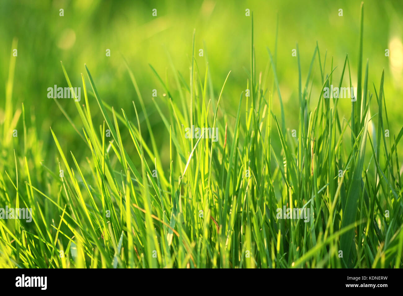 Young fresh green grass is growing Stock Photo - Alamy