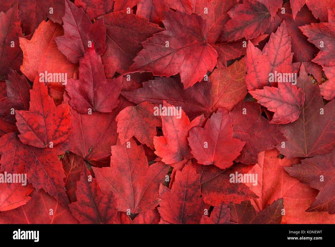 Background of red fall leaves Stock Photo - Alamy