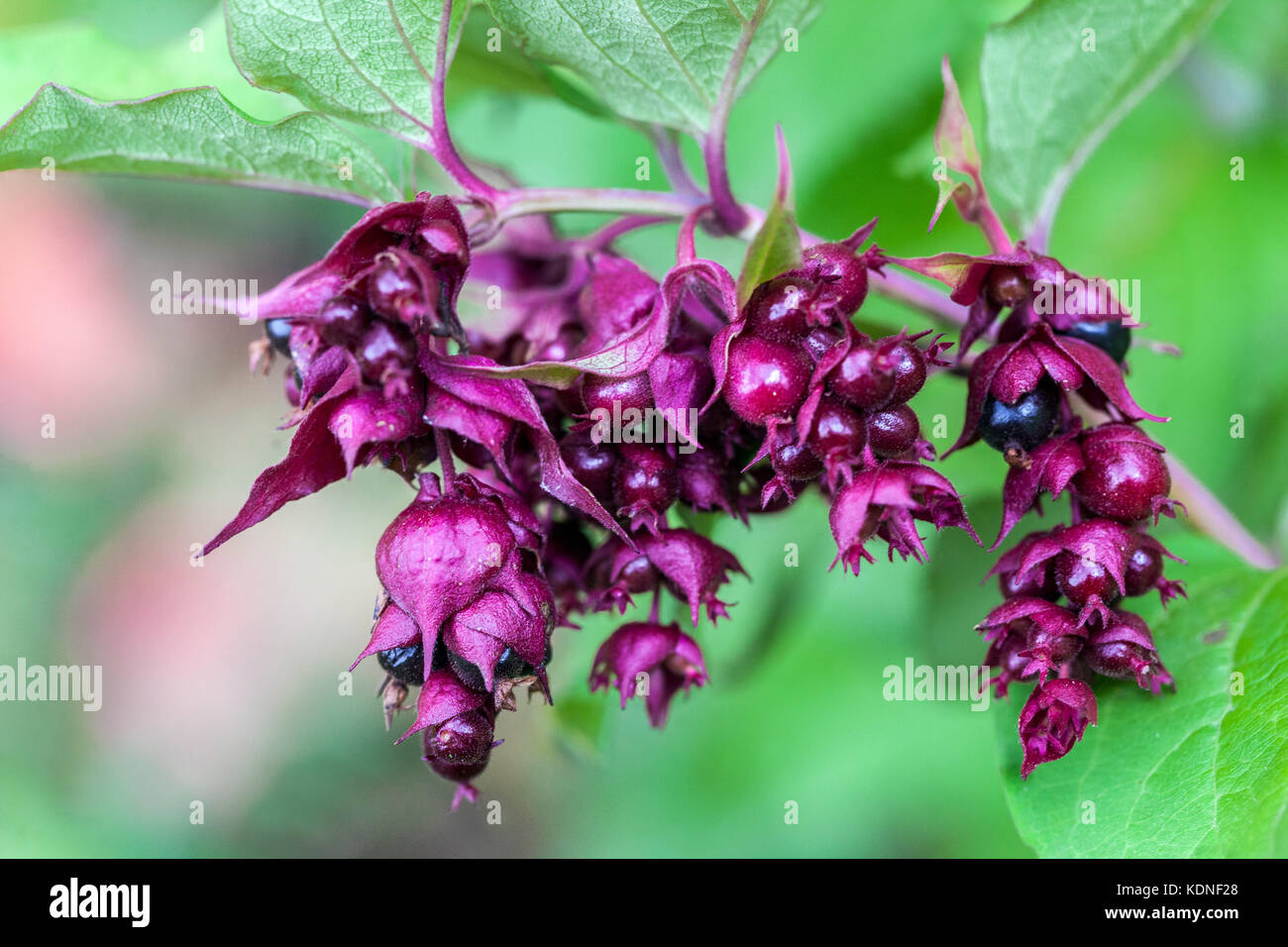 Close up honeysuckle in hi-res stock photography and images - Alamy