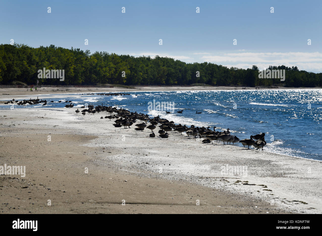 Canada Geese on sand at the wide Outlet Beach of Sandbanks Provincial ...