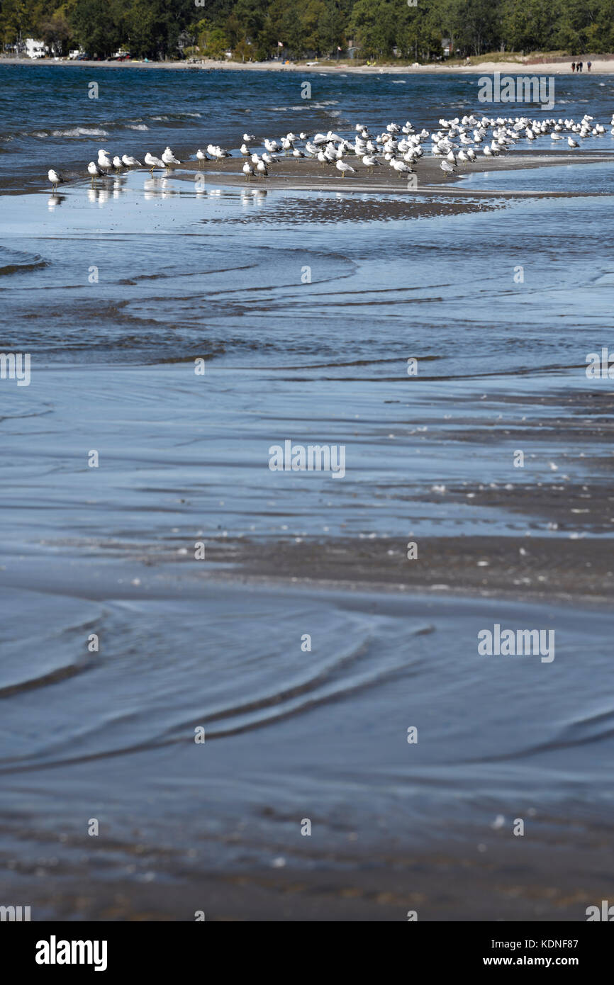 Wide sandbar waves with seagulls at Outlet Beach of Sandbanks ...