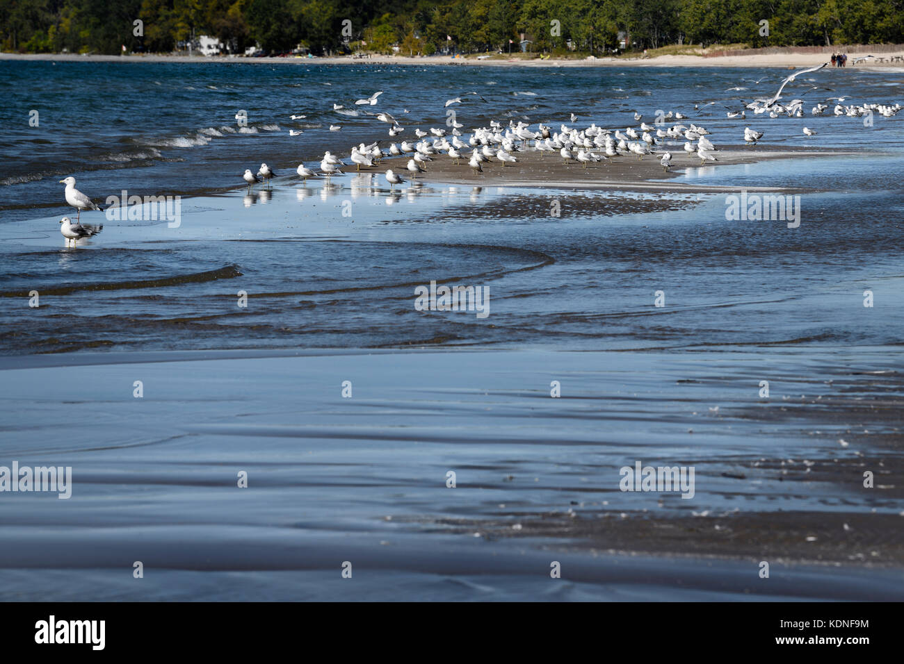 Pool tide sandbar waves with seagulls at Outlet Beach of Sandbanks ...
