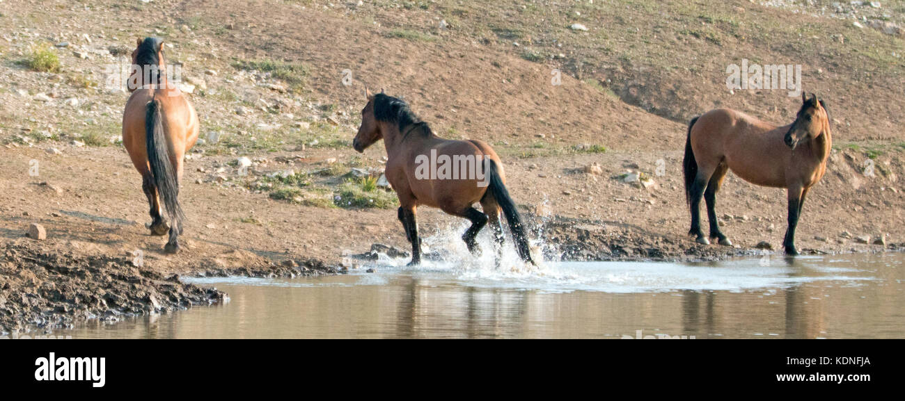 Dun Buckskin stallion running away from the waterhole in the Pryor ...
