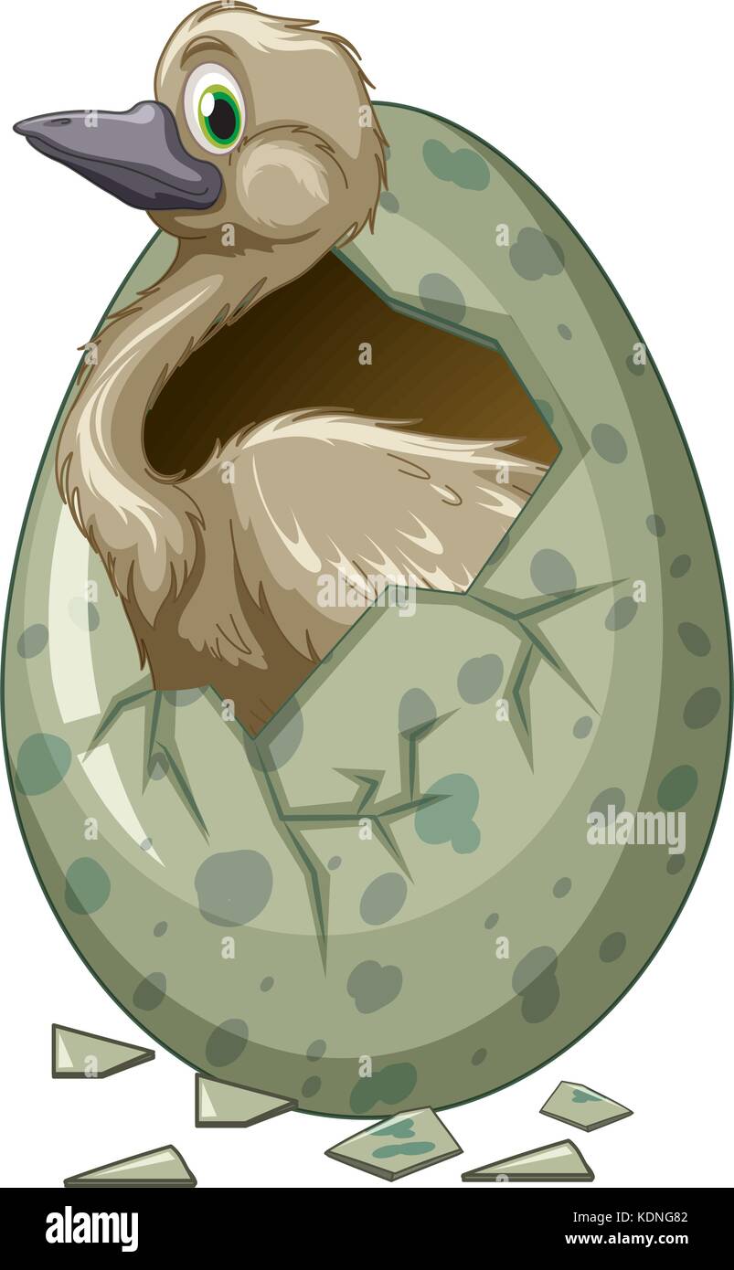 Emu Egg Hatching