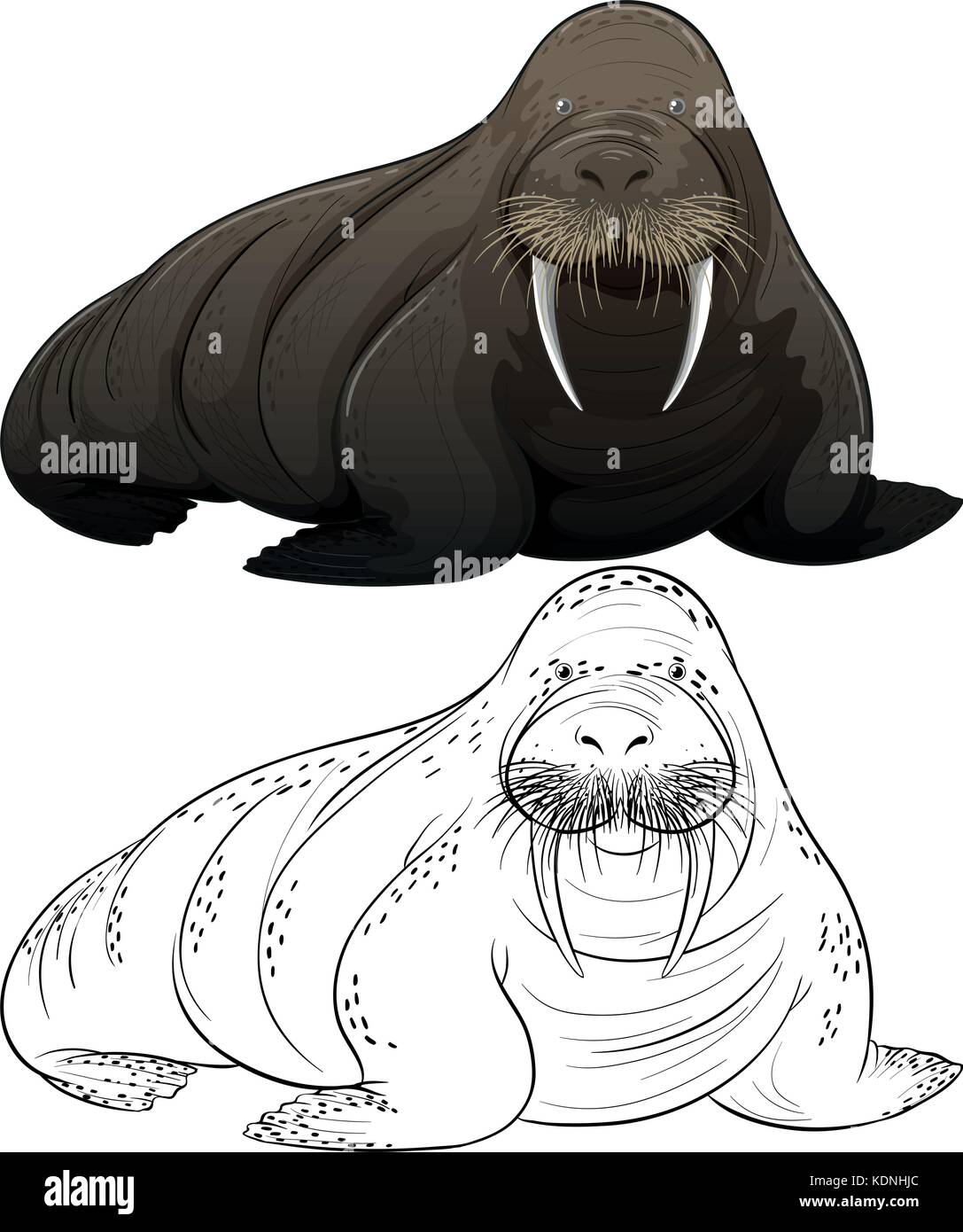 Animal outline for walrus illustration Stock Vector Image & Art - Alamy