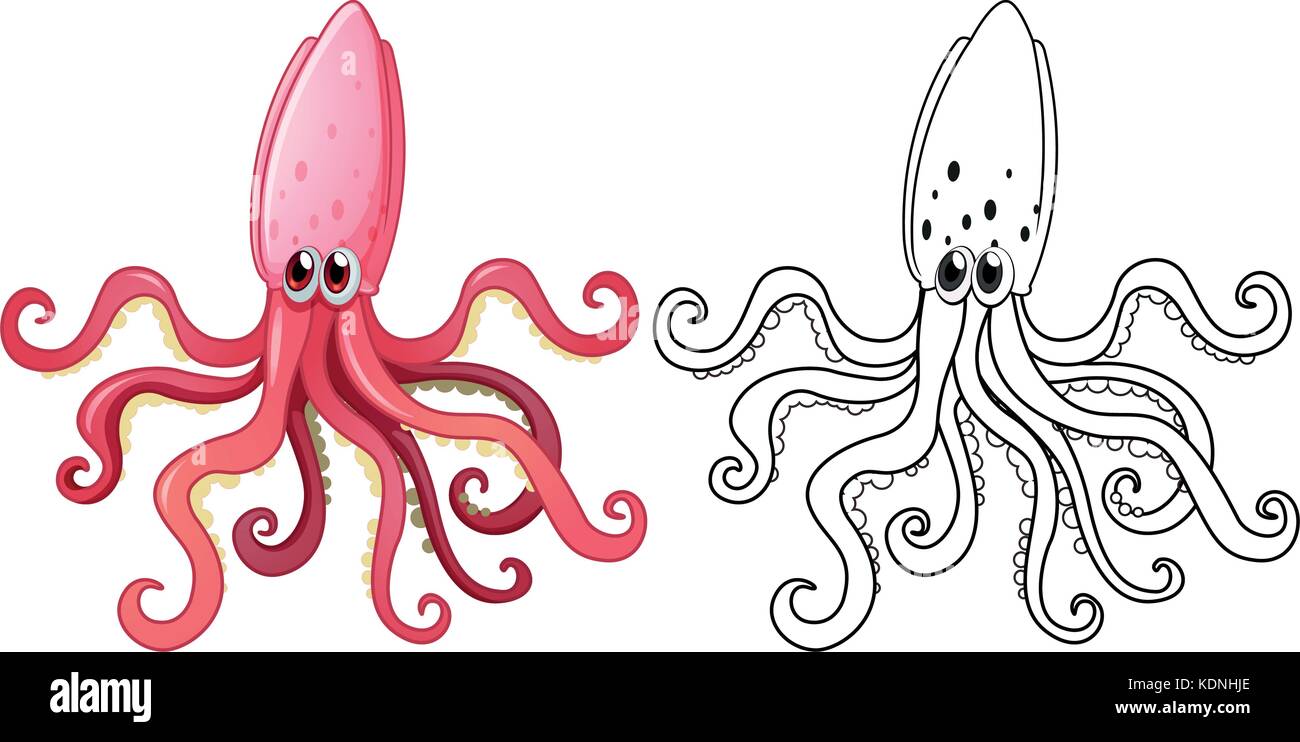 Squid Drawing Stock Photos & Squid Drawing Stock Images - Alamy