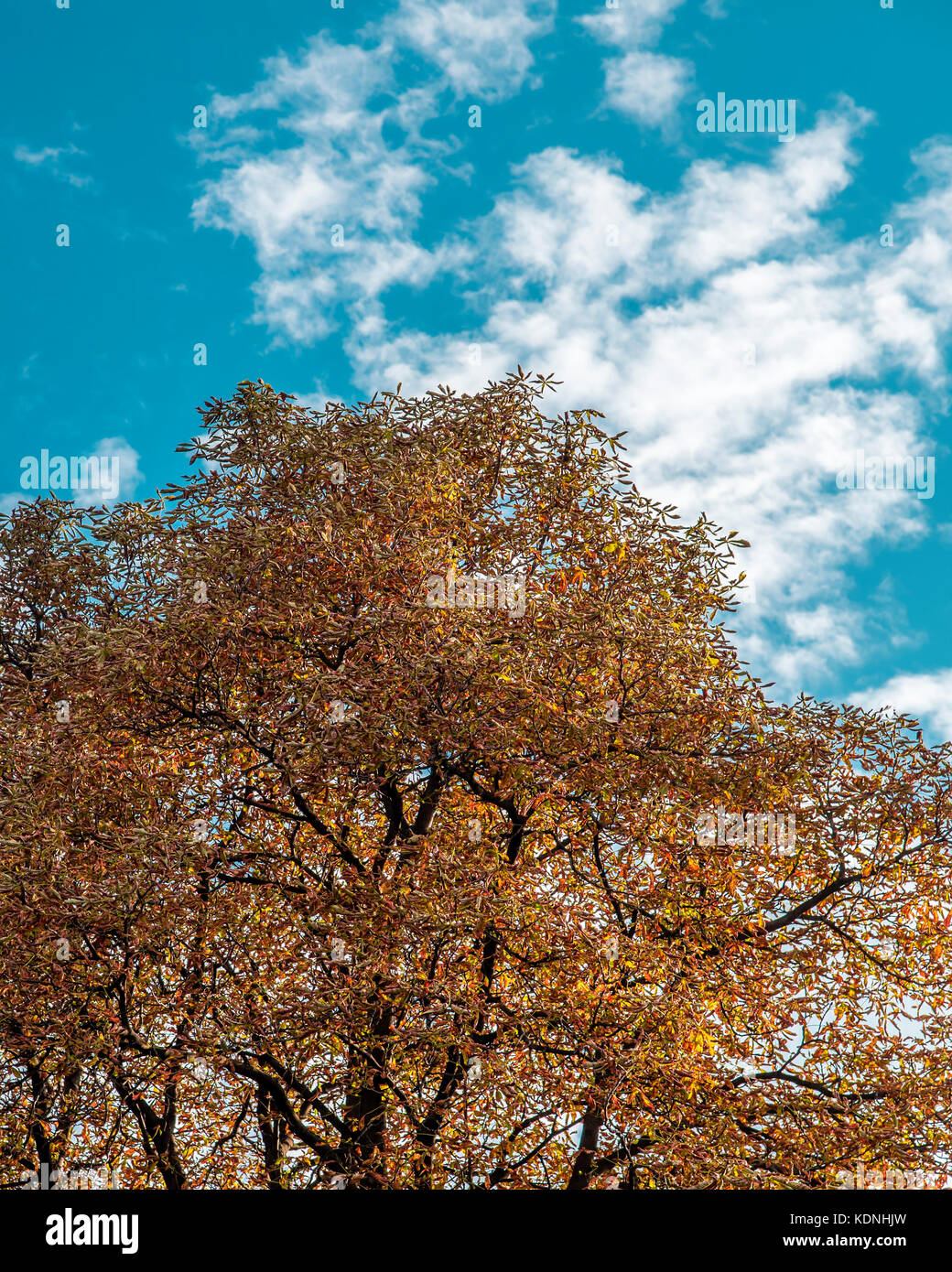 Autumn season, tree foliage, leaves and clouds. Brightly colored fall ...