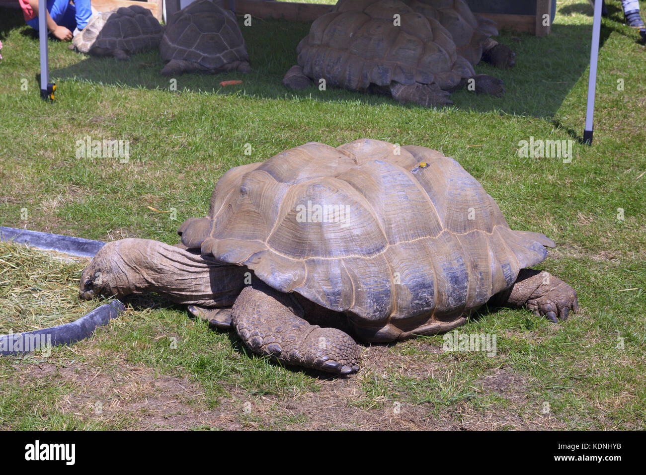 Aldabra Giant Tortoises Stock Photo - Alamy