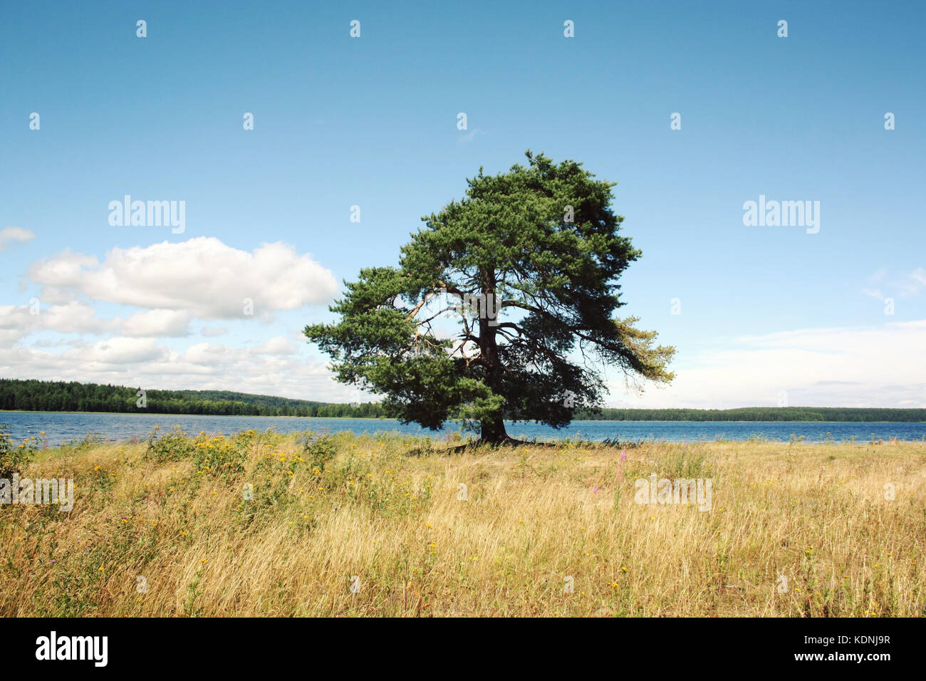 Kenozero lake coast. Lone standing pine-tree on a shore. Aged photo ...