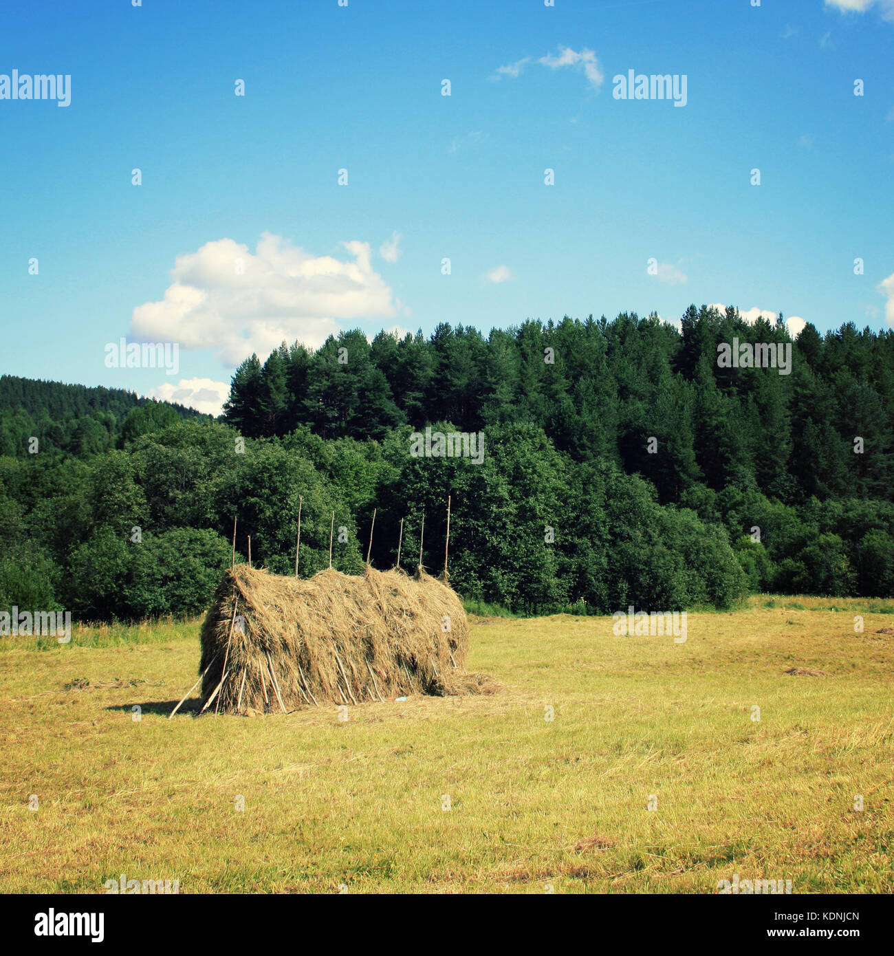 A stack of hay on the field. Countryside. Aged photo. Haymaking. Sunny ...