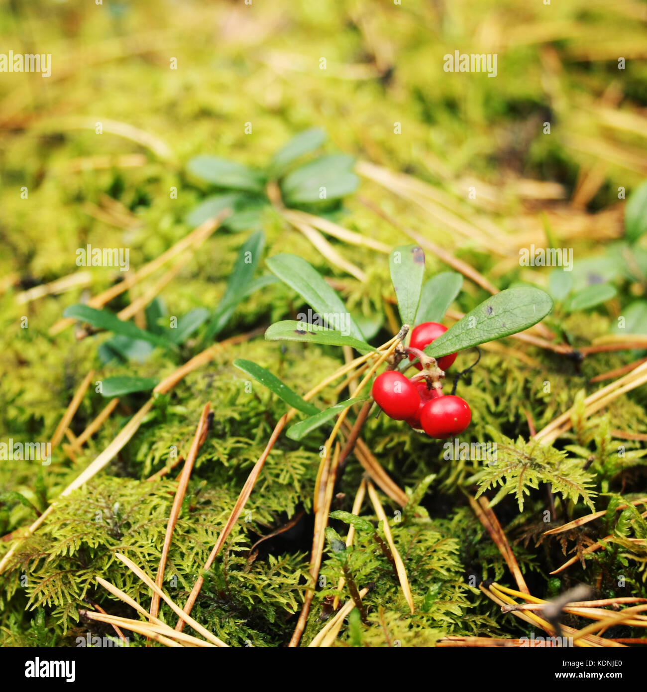 Bright red Lingonberry in the forest. Berry Picking in Russia. Cowberry ...