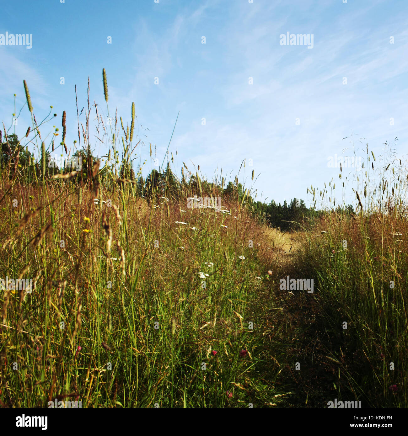 Pathway through wildflower meadow hi-res stock photography and images ...