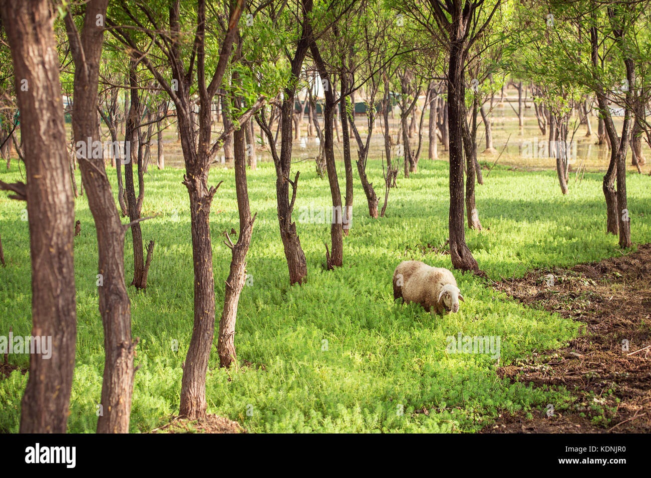 sheep in forest Stock Photo - Alamy