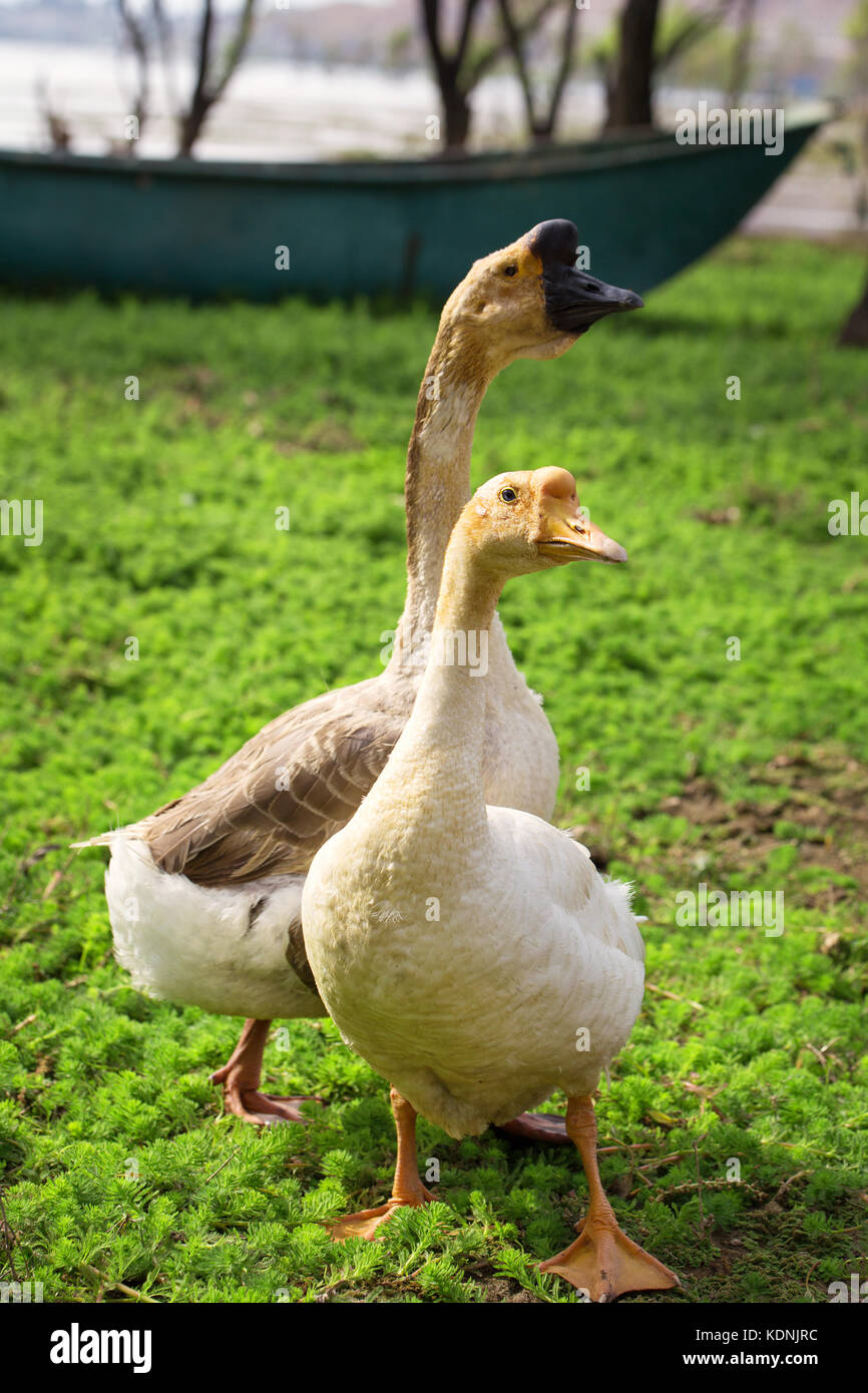 Two geese walking on grass Stock Photo - Alamy