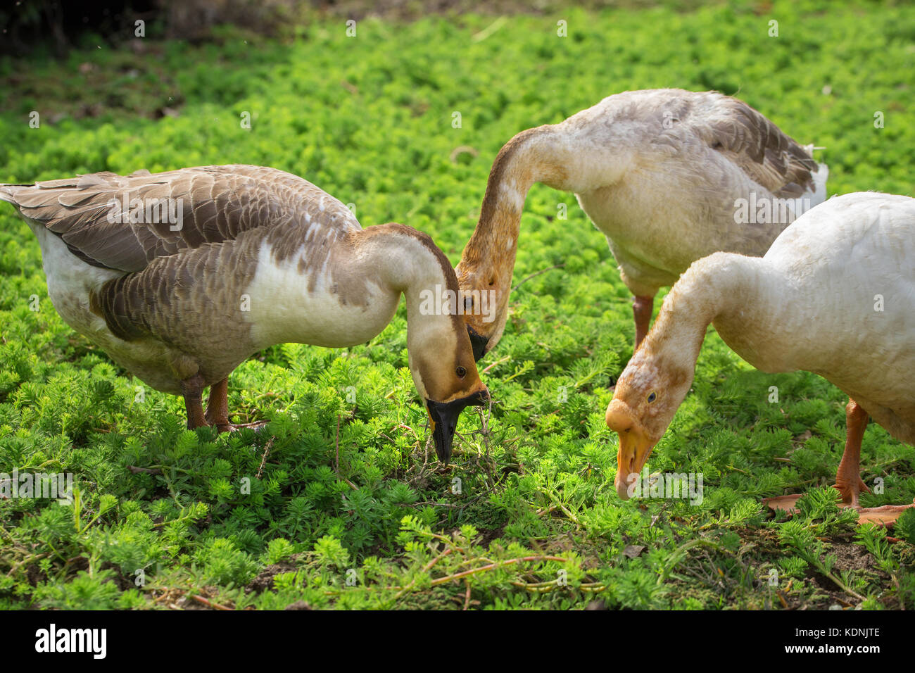 goose on the grass Stock Photo - Alamy
