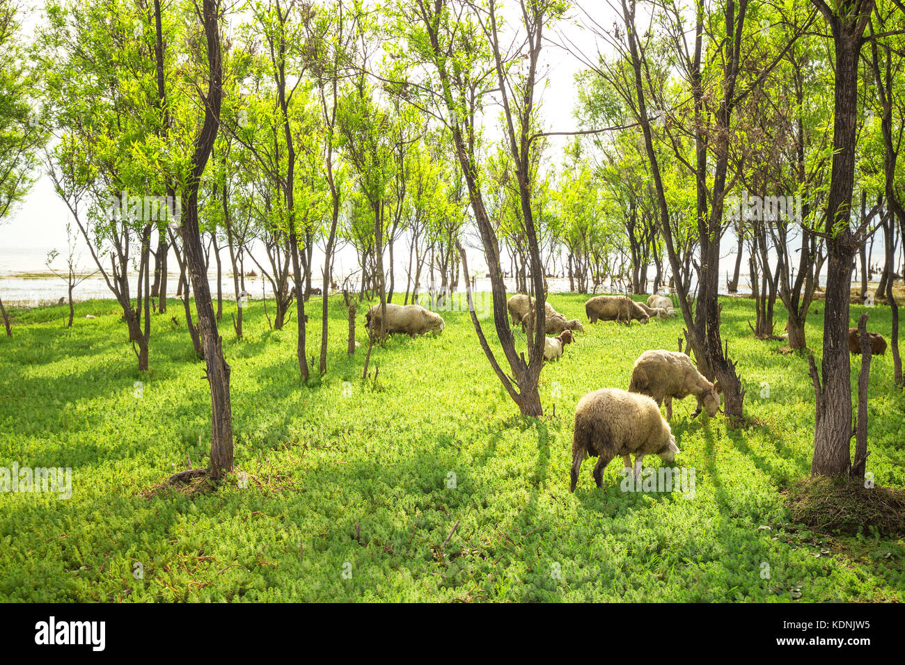 sheep in forest Stock Photo - Alamy