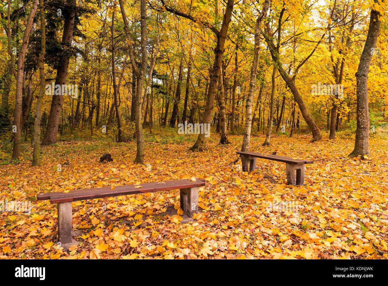 Benches in autumnal park Stock Photo - Alamy