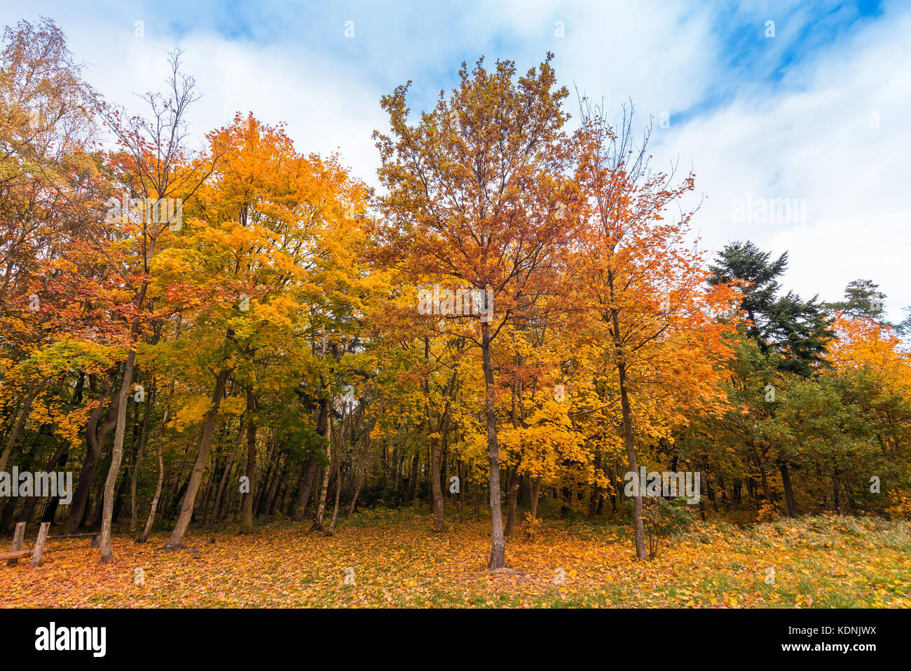 Colorful trees in autumnal forest Stock Photo - Alamy