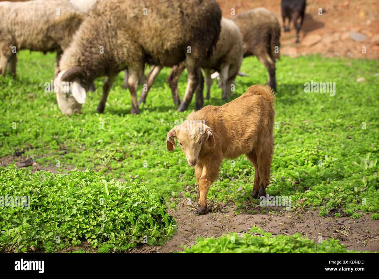 Sheep on the field Stock Photo - Alamy