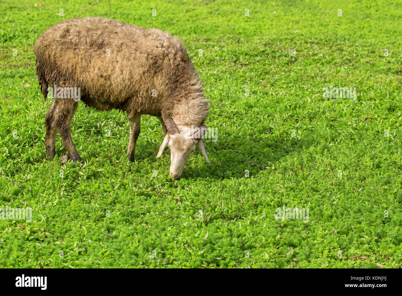 Sheep on the field Stock Photo - Alamy