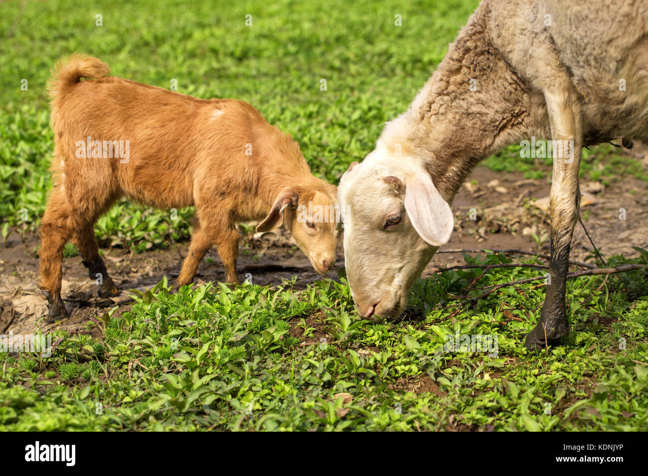 Sheep on the field Stock Photo - Alamy
