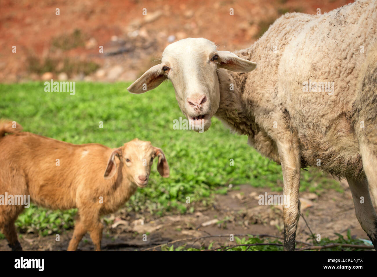 Sheep on the field Stock Photo - Alamy
