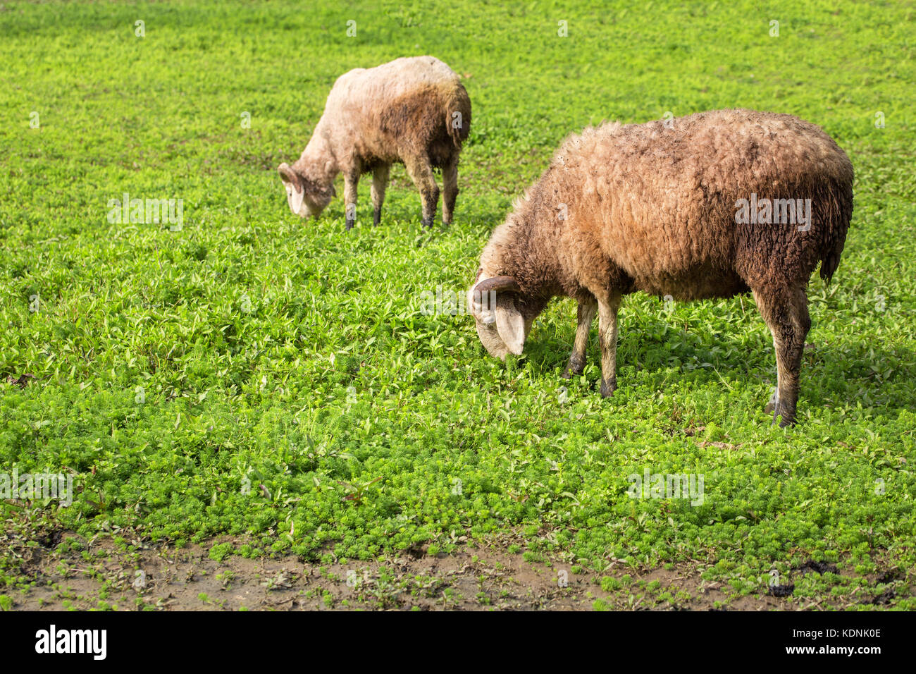 Sheep on the field Stock Photo - Alamy