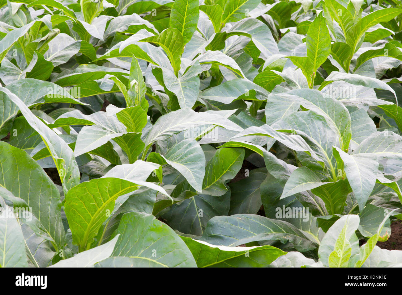 Tabacco leaves hi-res stock photography and images - Alamy