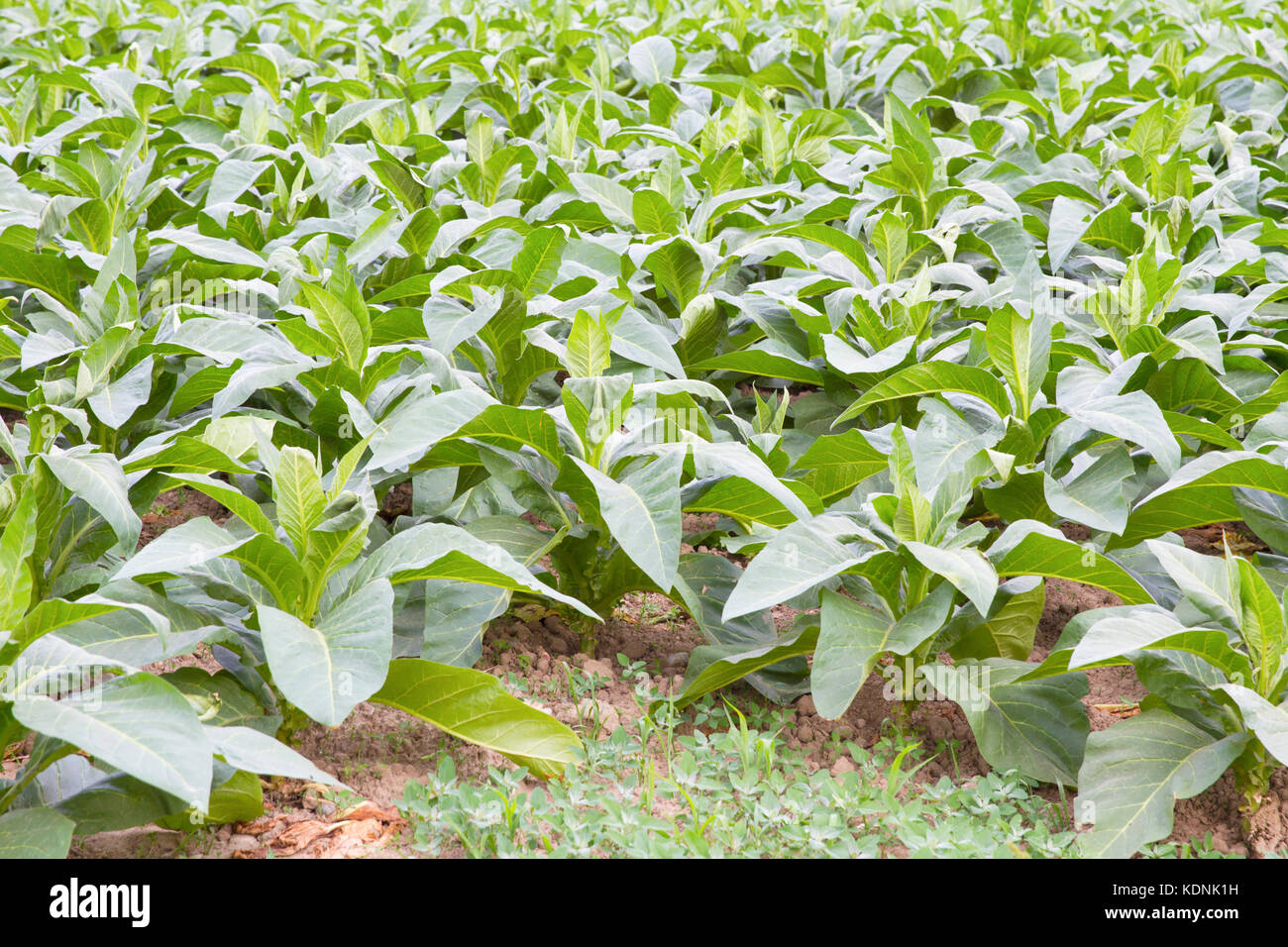 Tabacco leaves hi-res stock photography and images - Alamy