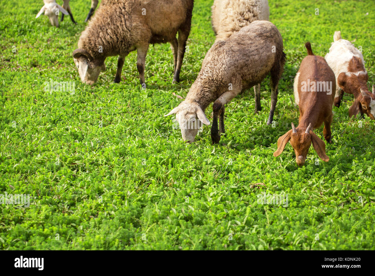 Sheep on the field Stock Photo - Alamy