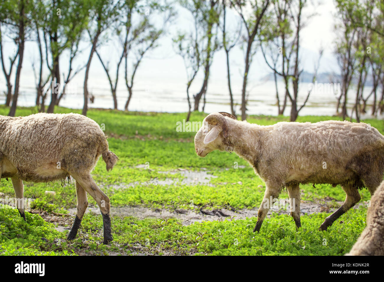 Sheep on the field Stock Photo - Alamy
