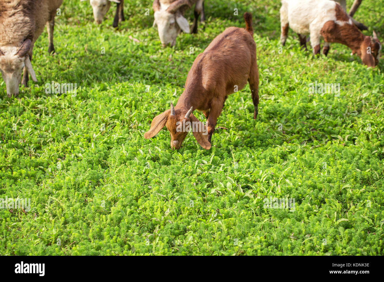 Sheep on the field Stock Photo - Alamy