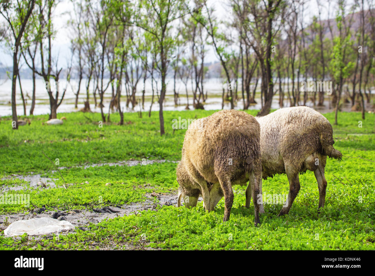 Sheep on the field Stock Photo - Alamy