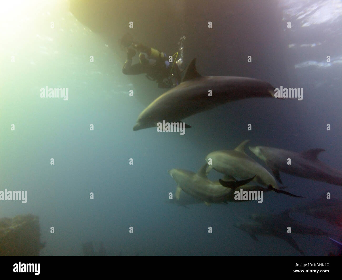 Pod of dolphins round scuba diver Red Sea Stock Photo - Alamy