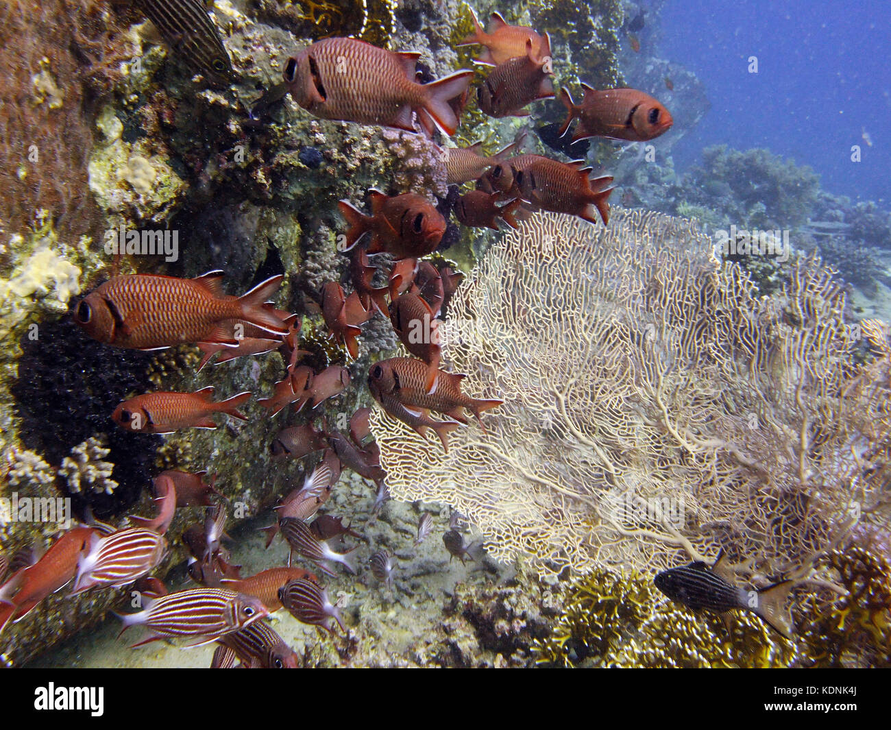 Multiple types of fish in front of fan coral in Red sea Stock Photo - Alamy