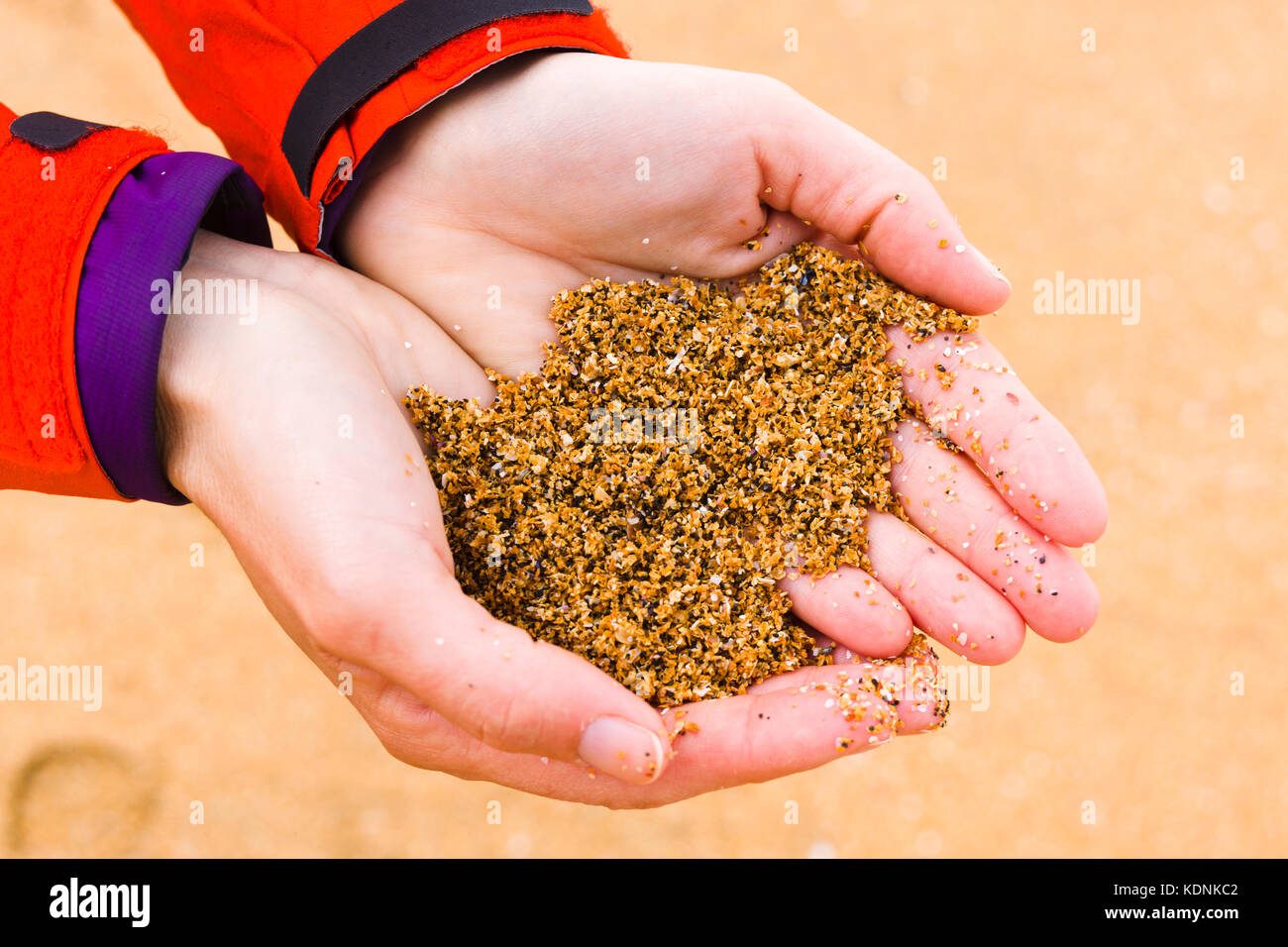 Rauðisandur, red sand beach, Westfjords, Iceland Stock Photo - Alamy