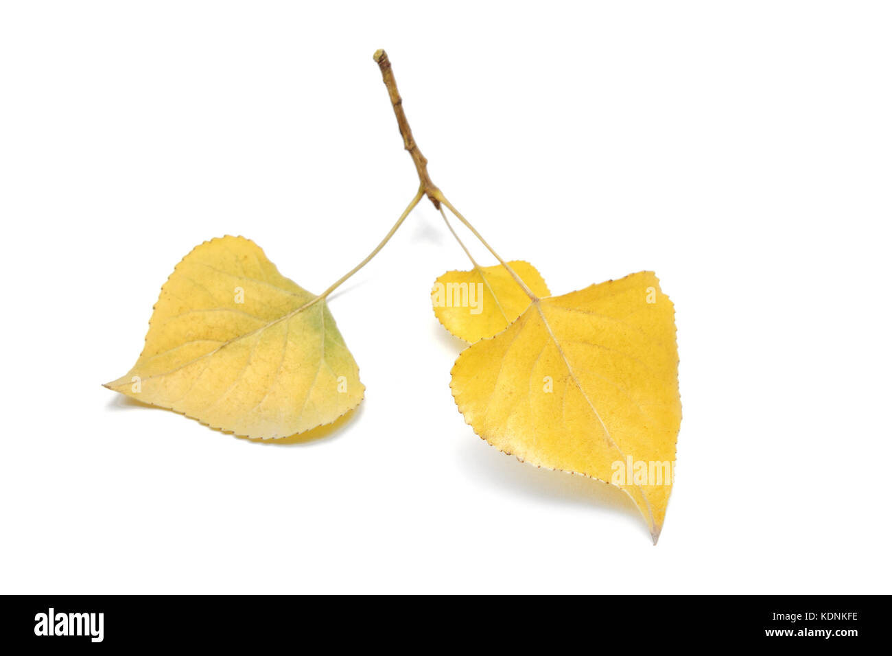 Falling poplar leaves isolated on white background Stock Photo - Alamy