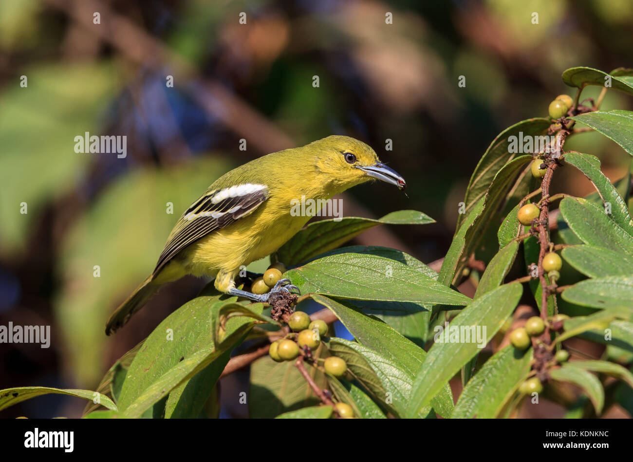 Yellow iora hi-res stock photography and images - Alamy