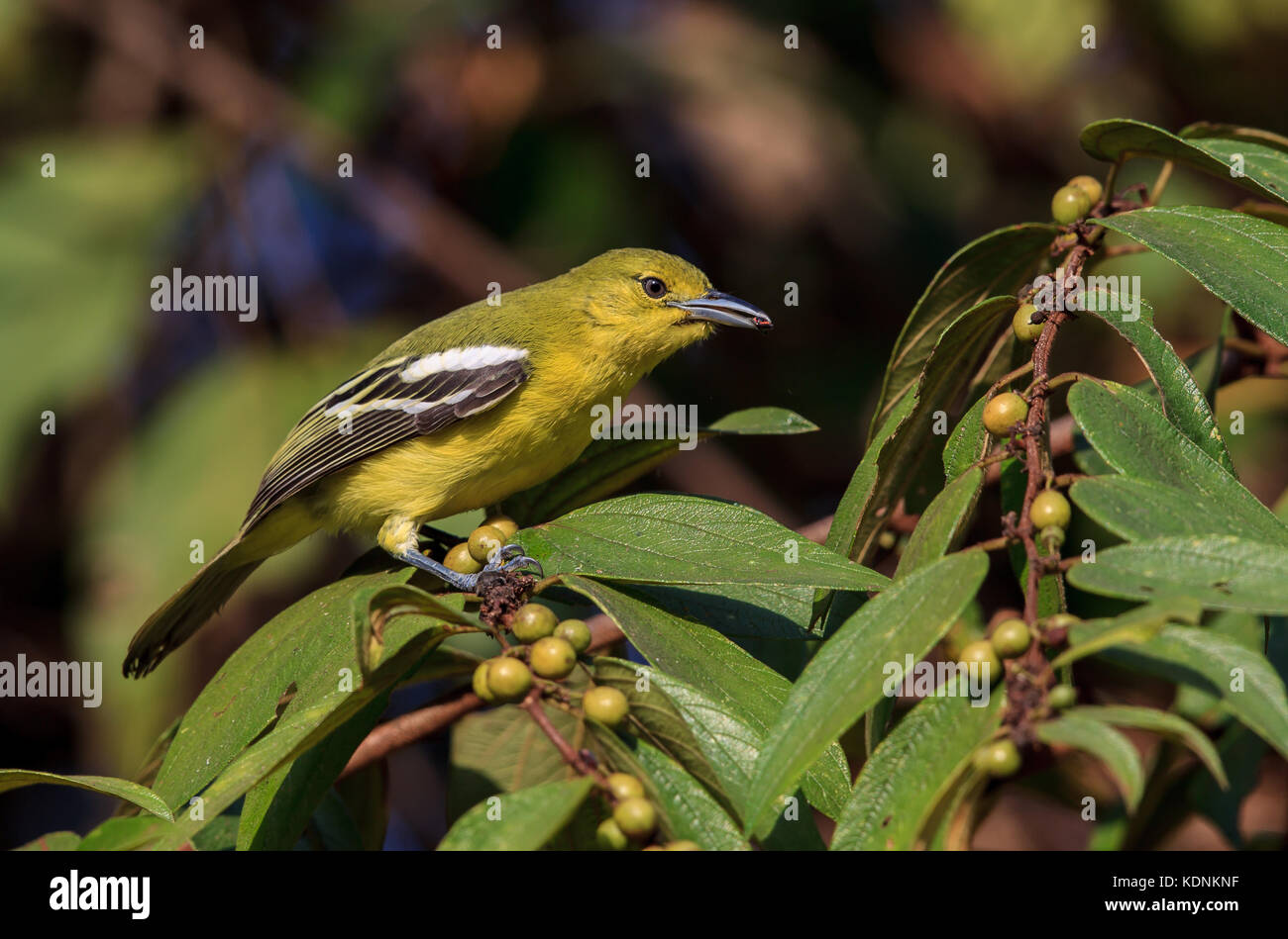 Indian Iora High Resolution Stock Photography and Images - Alamy