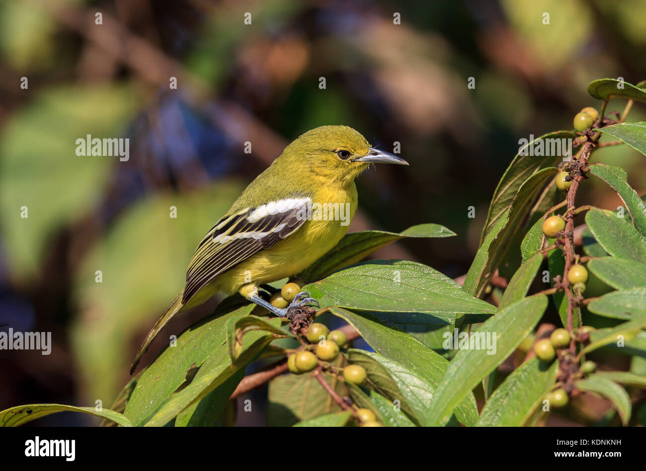 Yellow iora hi-res stock photography and images - Alamy