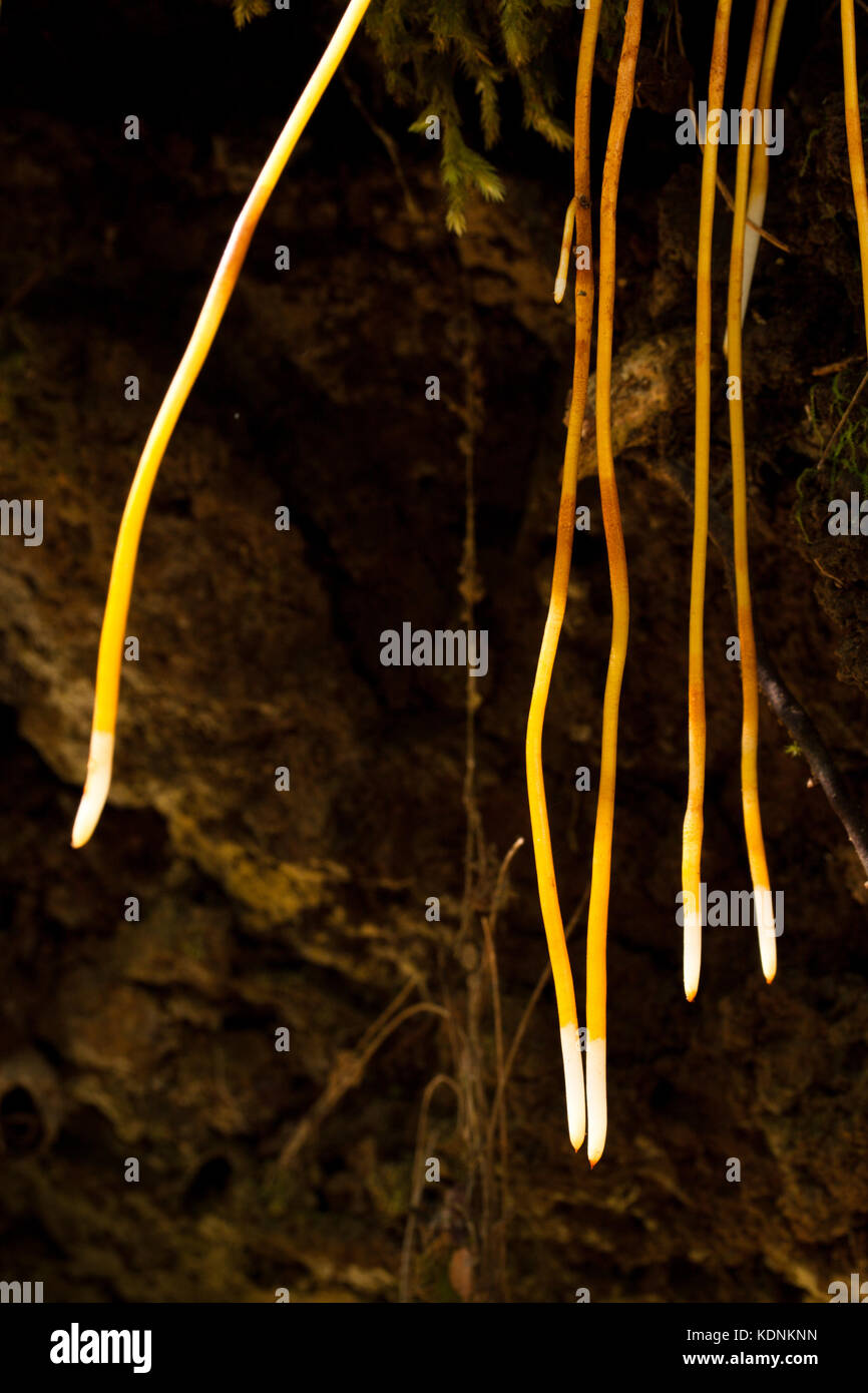 Roots root system hi-res stock photography and images - Alamy