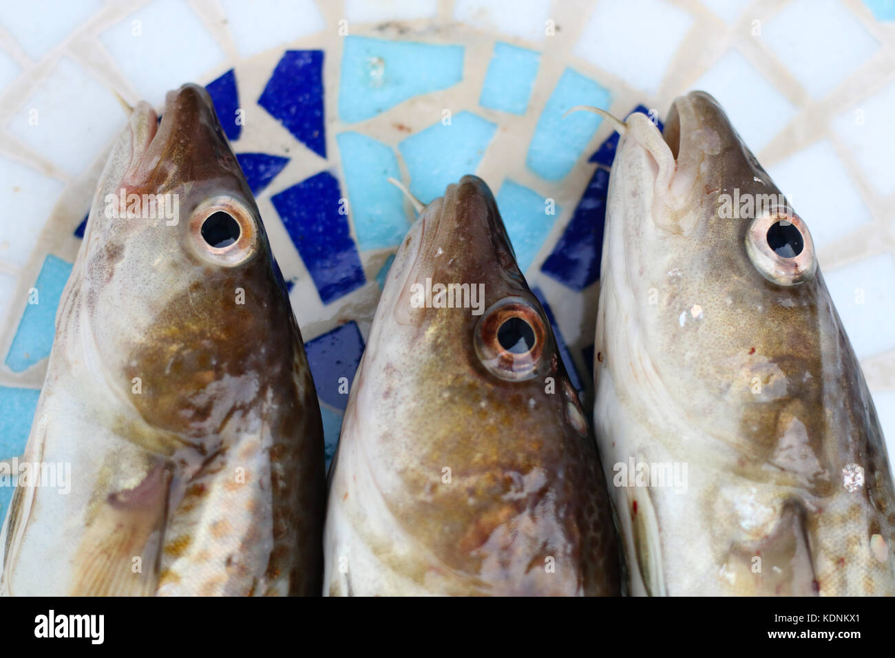 Codfishes hi-res stock photography and images - Alamy