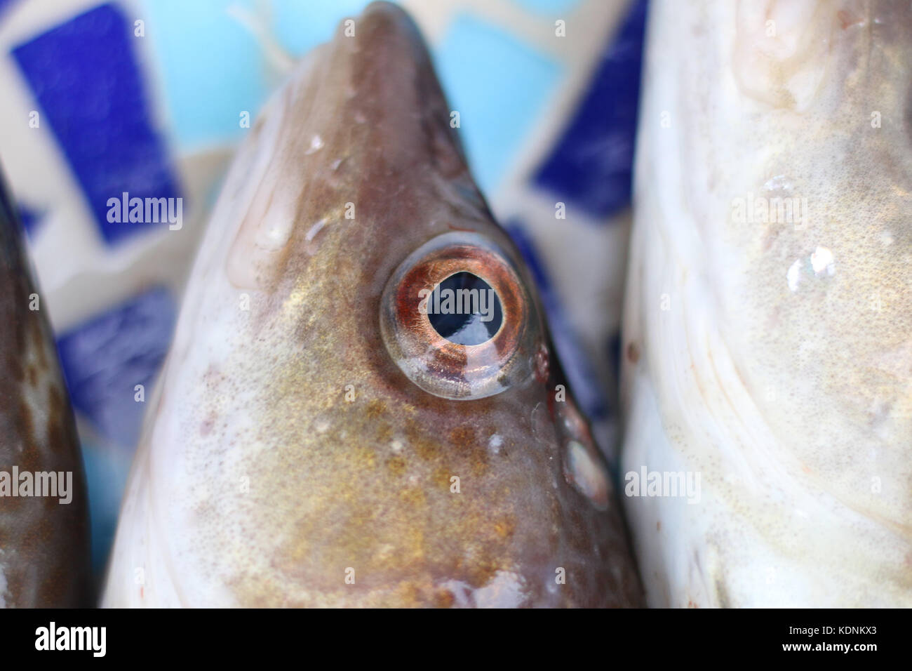 Atlantic cod fish dead catch hi-res stock photography and images - Alamy