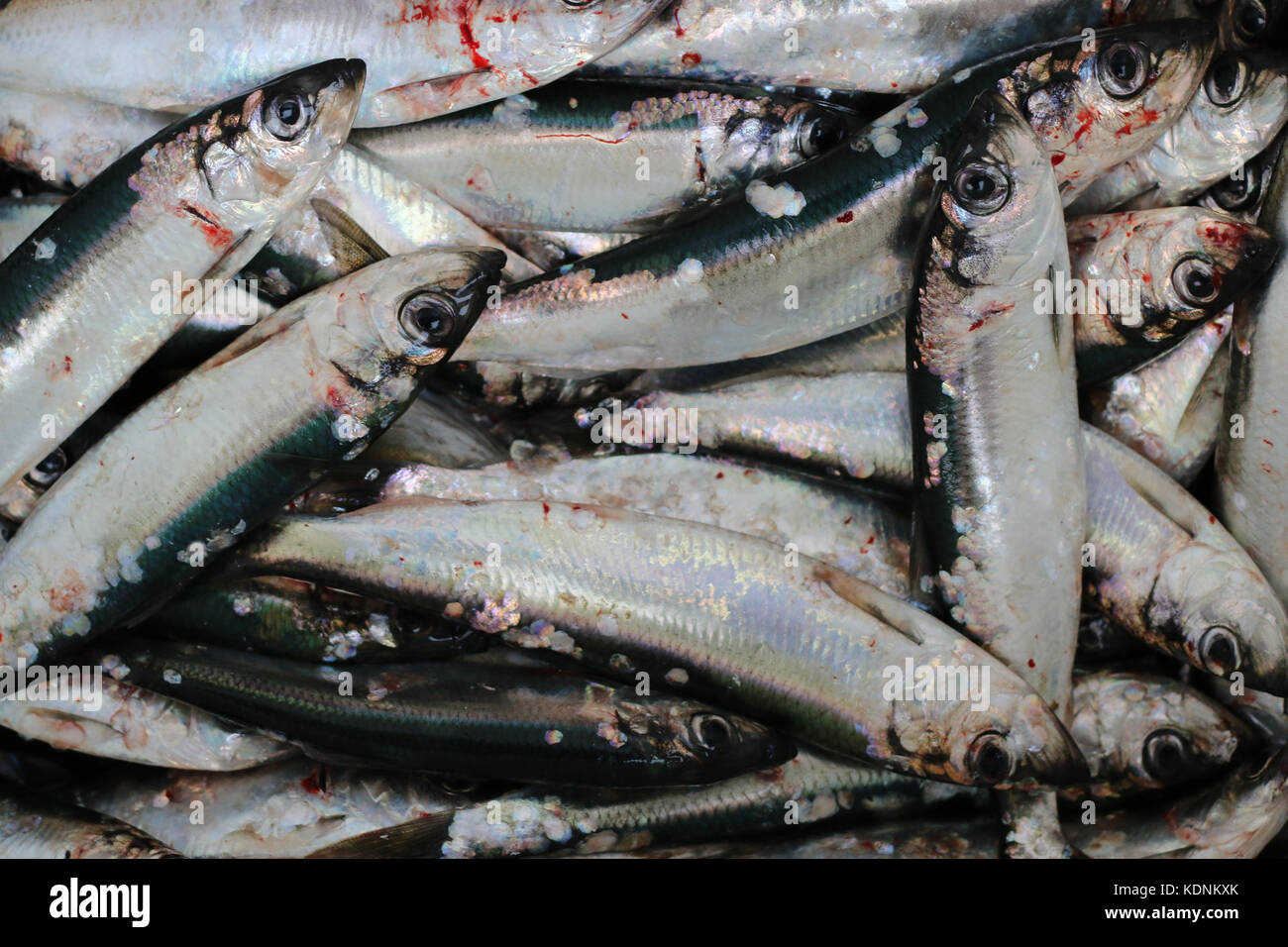 Symbolic picture of the fishing quote of the European commission ...