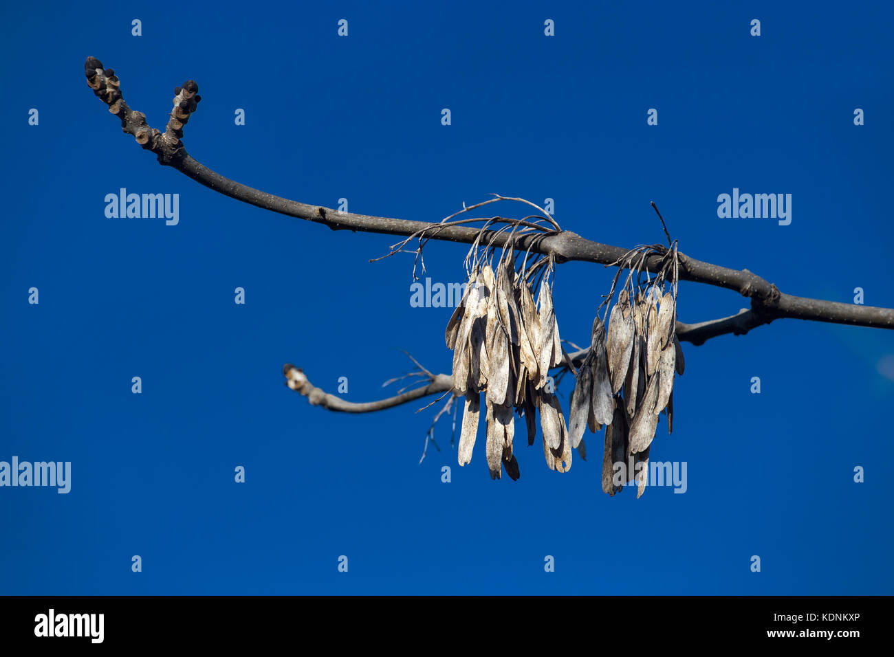 Helicopter seeds hi-res stock photography and images - Alamy