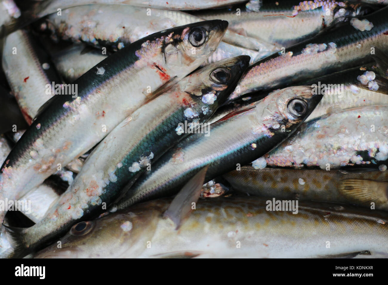 Symbolic picture of the fishing quote of the European commission ...