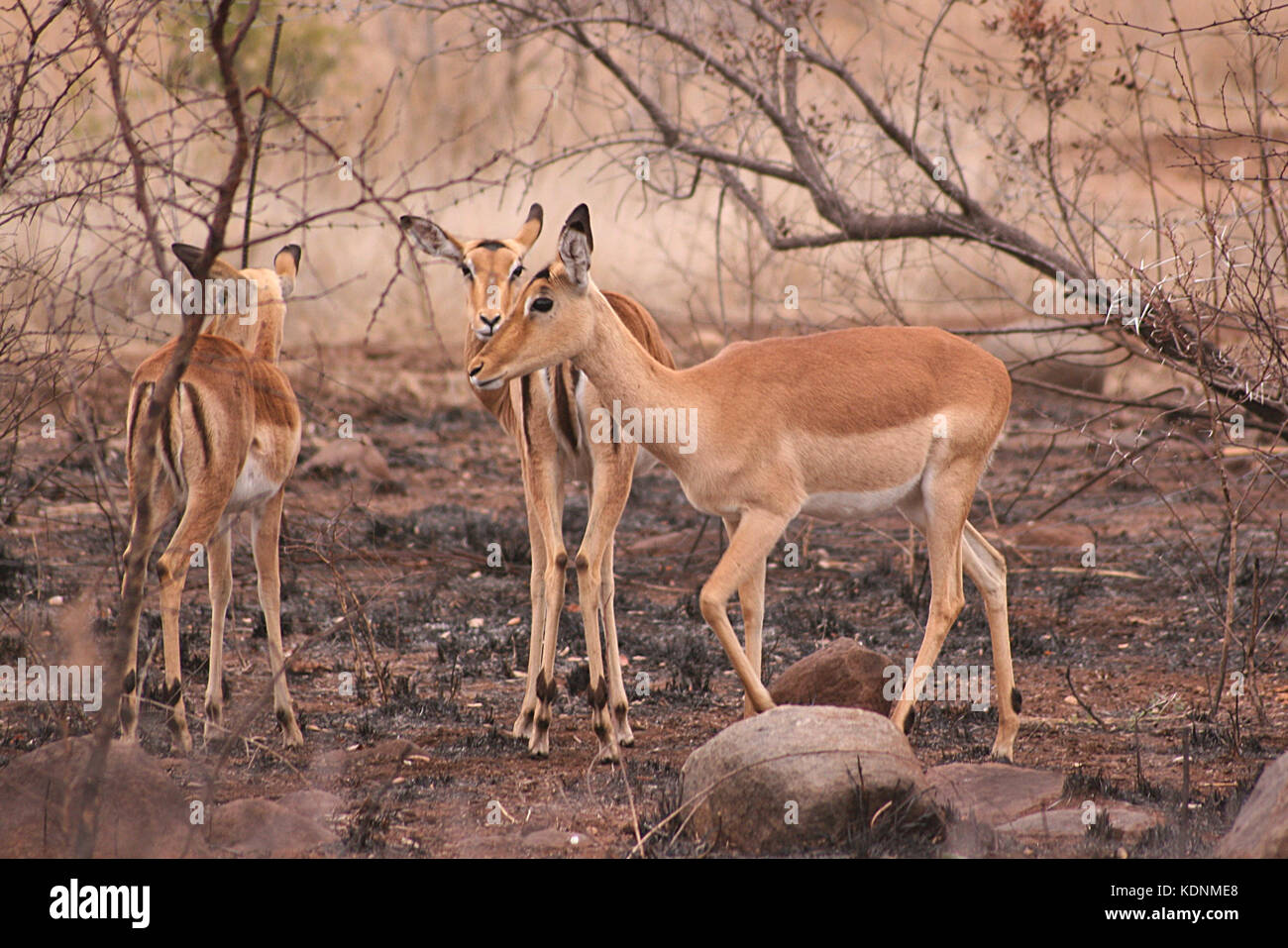 Group of female Impala in the Kruger National Park, South Africa Stock ...