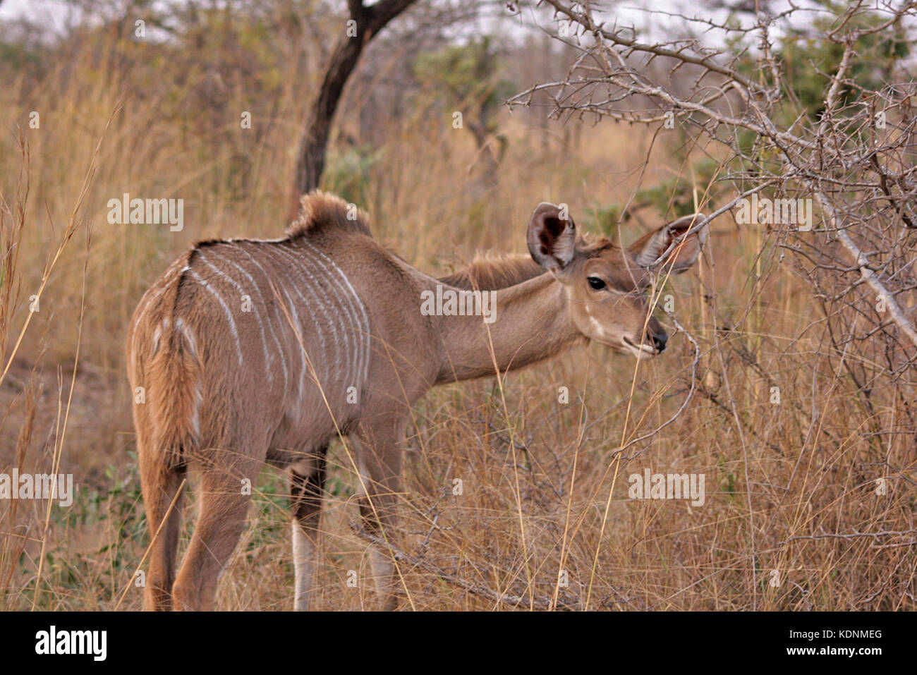 Female Nyala near Maroela Camp in the Kruger National Park, South ...